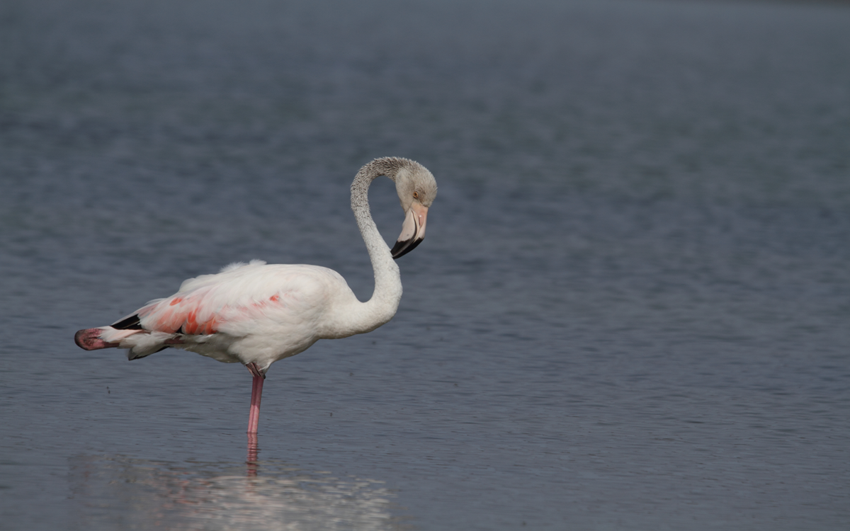 Birdwatching in Lanzarote: Where and What to See - Lanzarote Oficial